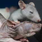 Are My Pet Rats Playing Or Fighting: How To Tell The Difference ...