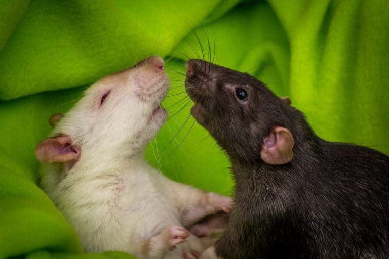 Do Pet Rats Show Affection? - Pocket Sized Pets