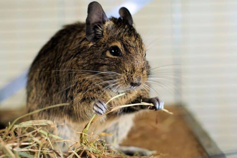 9 Reasons Why A Degu Will Bite Their Cage - Pocket Sized Pets