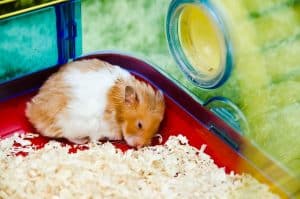 5 Ways To Tell If Your Hamster Is Unfortunately Dead - Pocket Sized Pets