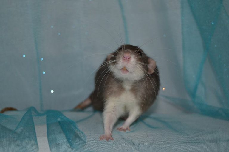 Do Pet Rats Show Affection? - Pocket Sized Pets
