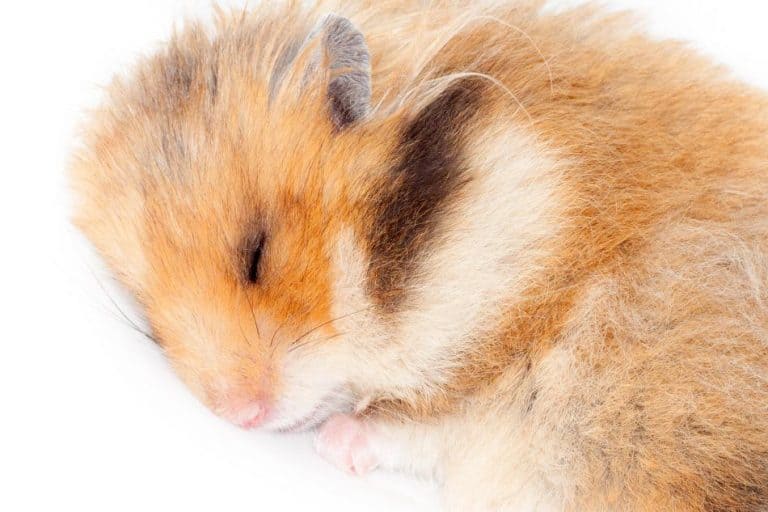 4 Different Ways To Cheer Up A Depressed Hamster - Pocket Sized Pets