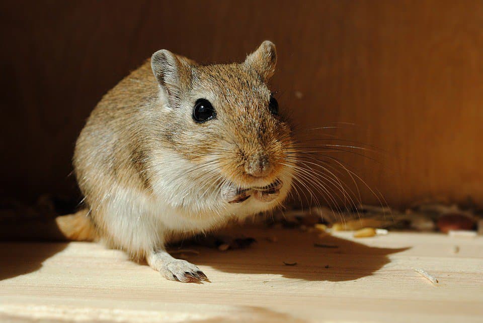 Mongolian Gerbil Care: The Complete Guide - Pocket Sized Pets