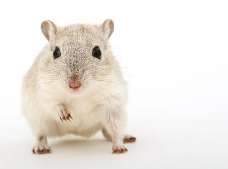 Mongolian Gerbil Care: The Complete Guide - Pocket Sized Pets